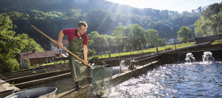 Forellenzucht | Forellenhof Rössle